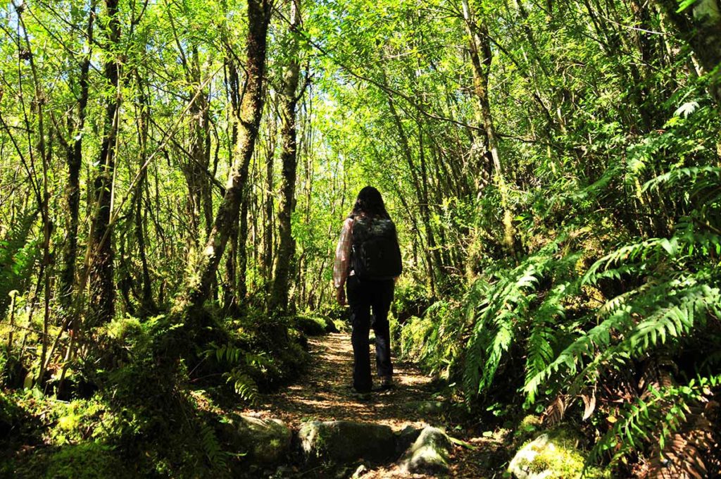 julio 2, 2025 - Bosques Miyawaki en Chile