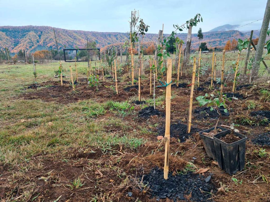 ¿Qué es y para qué sirve el biocarbón? - Bosques Miyawaki en Chile
