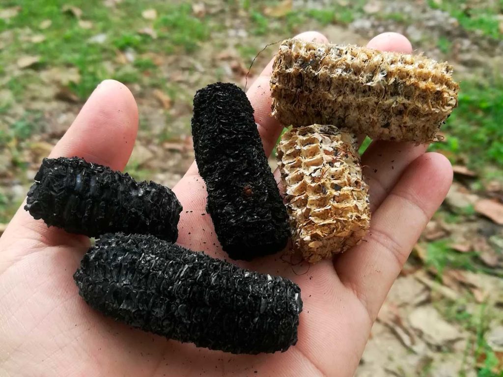 ¿Qué es y para qué sirve el biocarbón? - Bosques Miyawaki en Chile